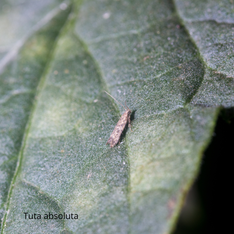 Tuta Absoluta u rajčici – Vukoil