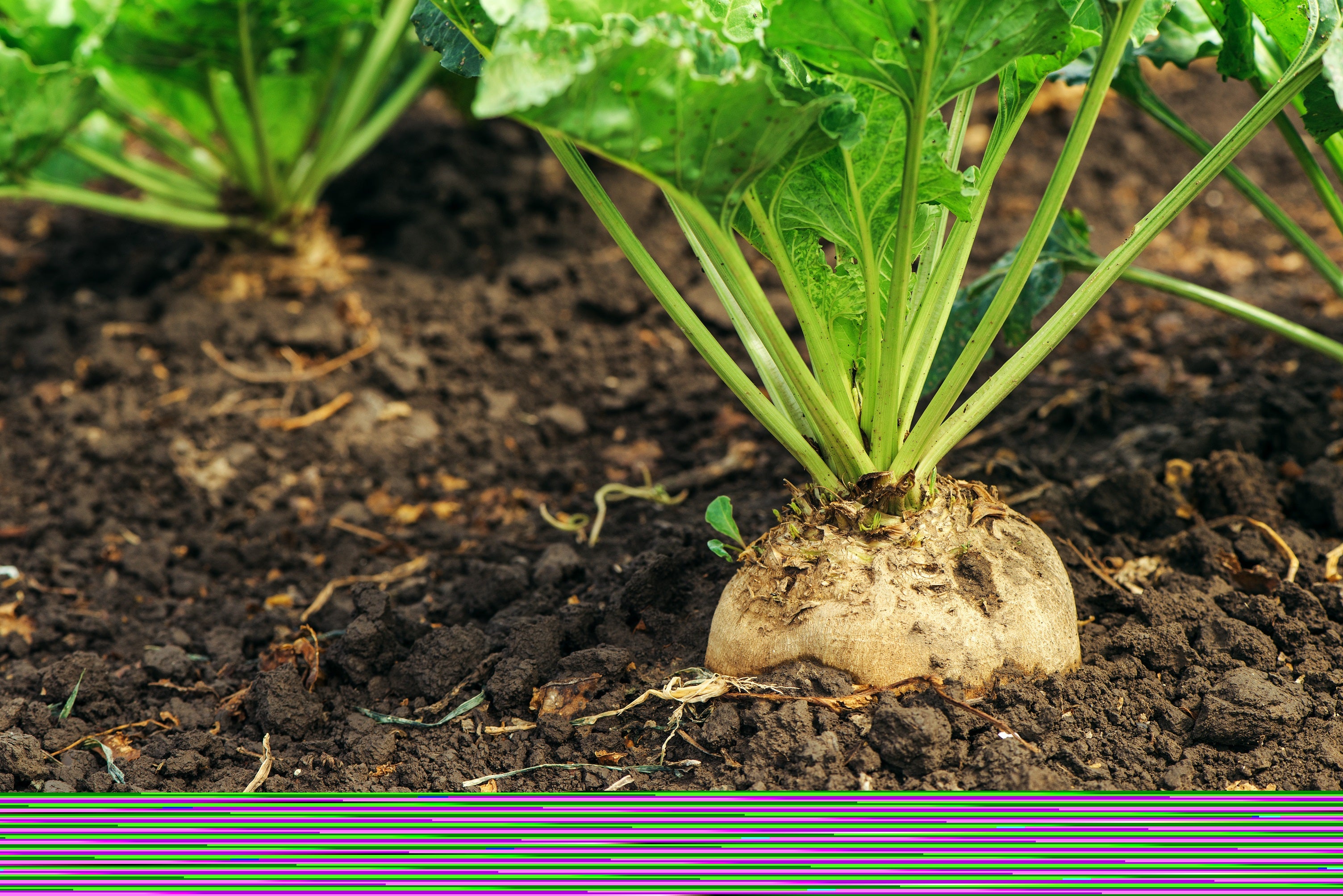 Šećerna repa – Vukoil